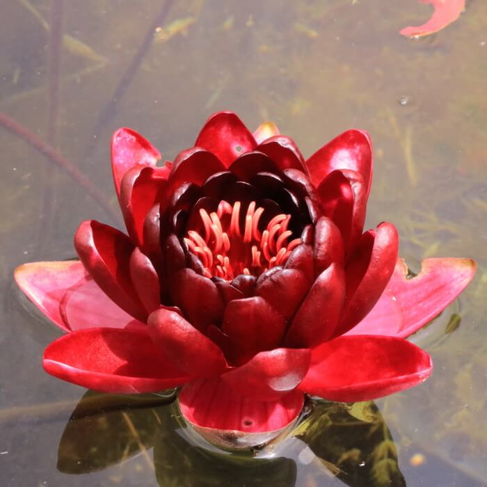 Nymphaea ‘Black Princess’